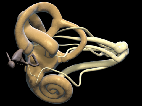 BPPV: Benign Paroxysmal Positional Vertigo: Why Medications Don’t Work ...